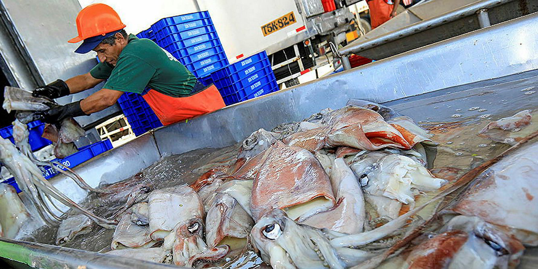 Peru sets giant squid quota | IntraFish.com