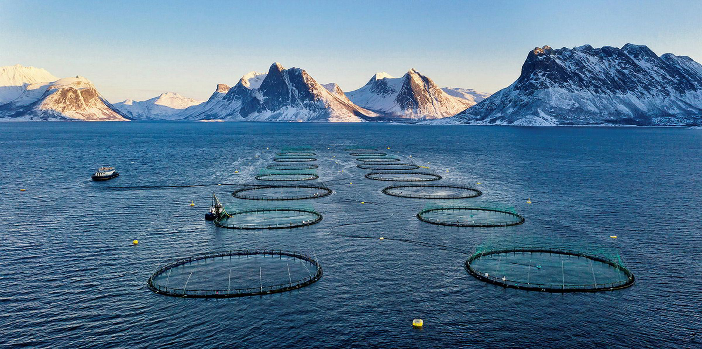 Farmed salmon's greatest disruptors? Find out what the experts think ...