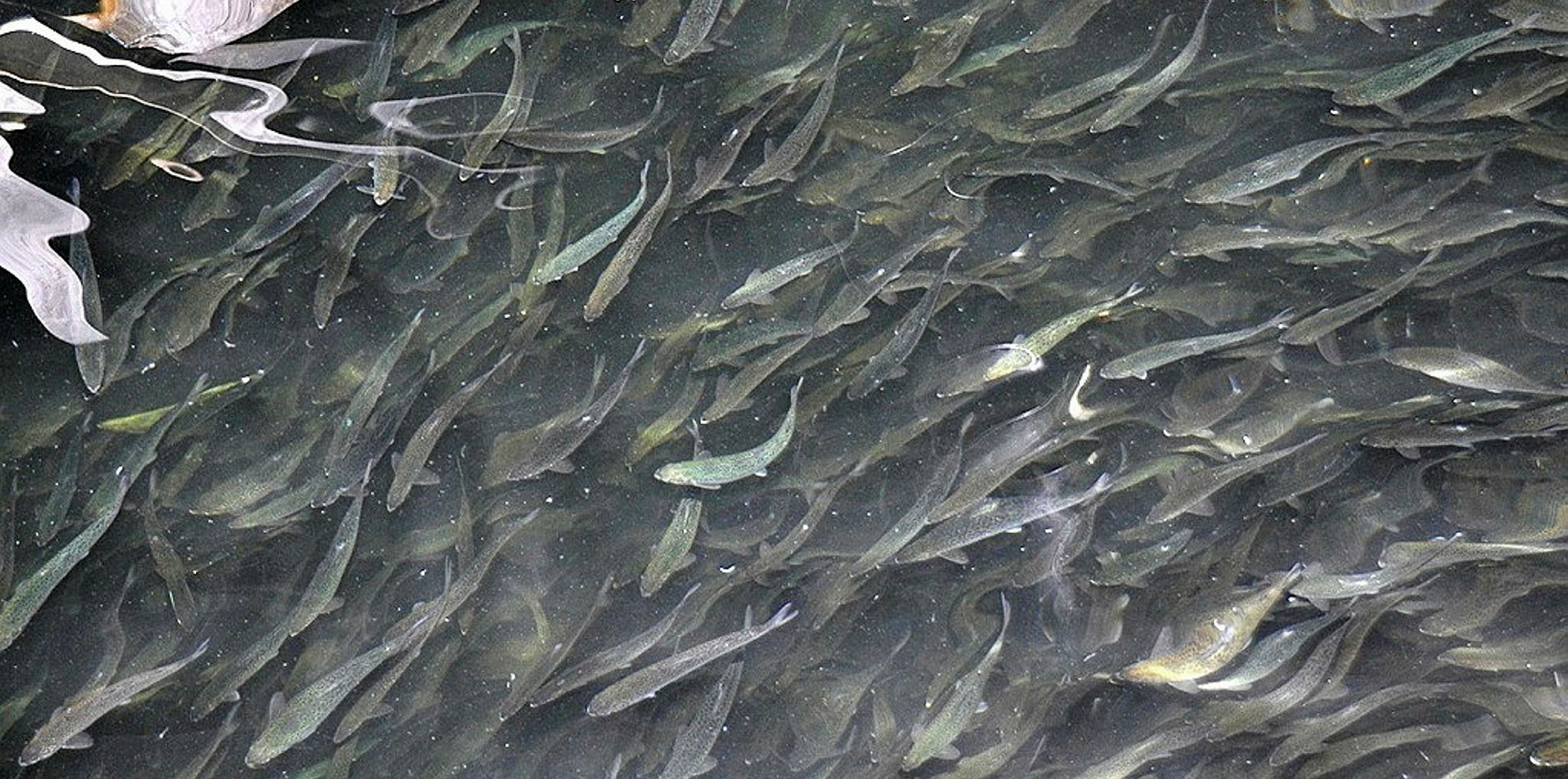 Mowi loses 1.5 million salmon fry | Intrafish