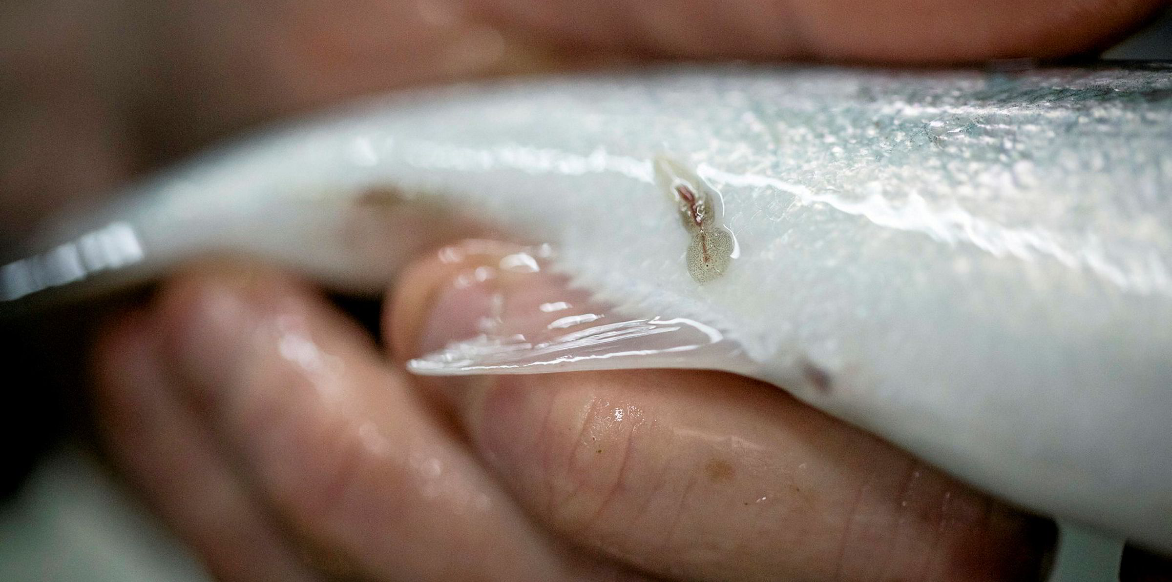 BioMar joins Scottish research effort to create oral sea lice vaccine ...