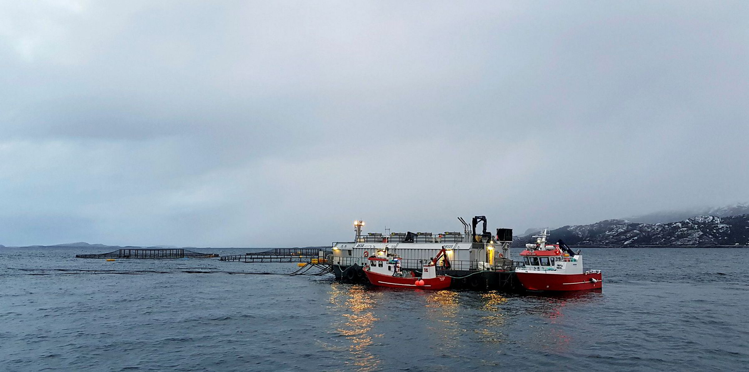 Refsnes laks: – Det er voldsomt lusepress | IntraFish.no