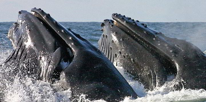 Judge throws out whales lawsuit against US offshore wind flagship ...