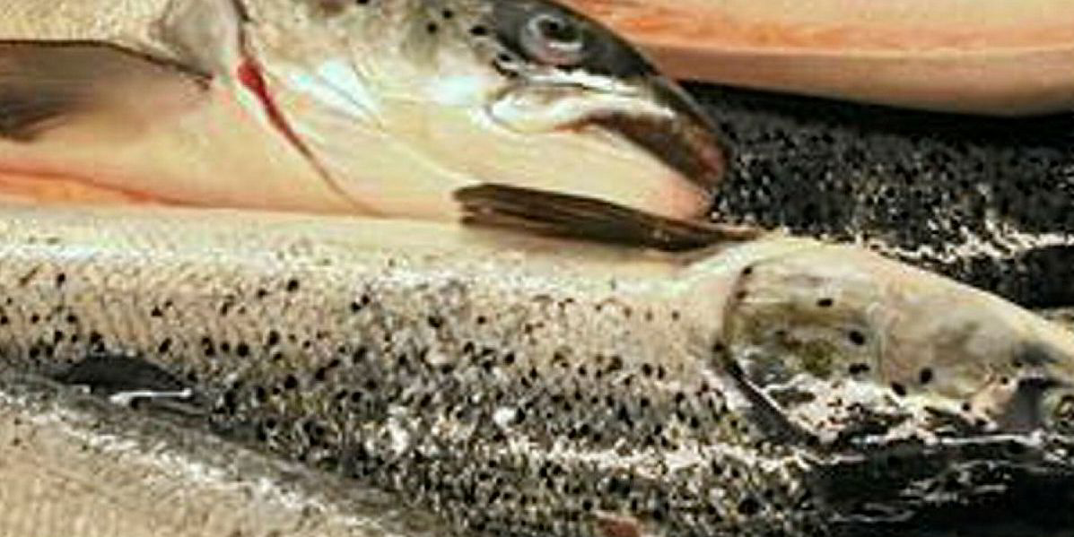 Dubai fish farm brings first Atlantic salmon to market | IntraFish.com