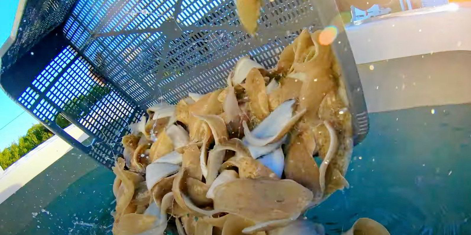 Land-based sole farming heavyweight snags €30 million investment for ...