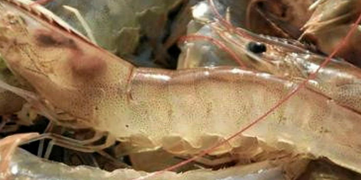 Honduras sees flat shrimp production, exports in 2020 | IntraFish.com