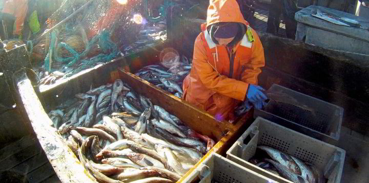 Significant increase in Alaska pollock quota gets greenlight, as ...