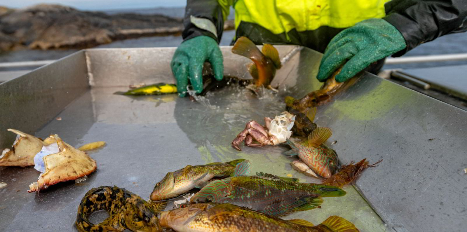 70 prosent av leppefisken blir fisket på Vestlandet | Fiskeribladet