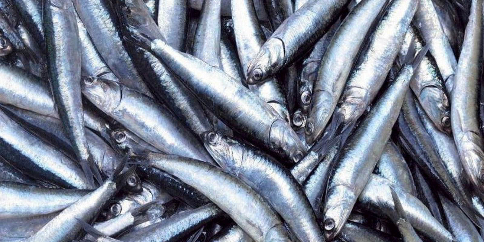 Doubts grow over whether full Peru anchovy quota will be harvested ...