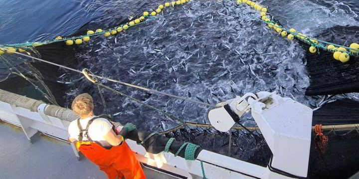 Taus kamp om makrell for 10 milliarder | Fiskeribladet