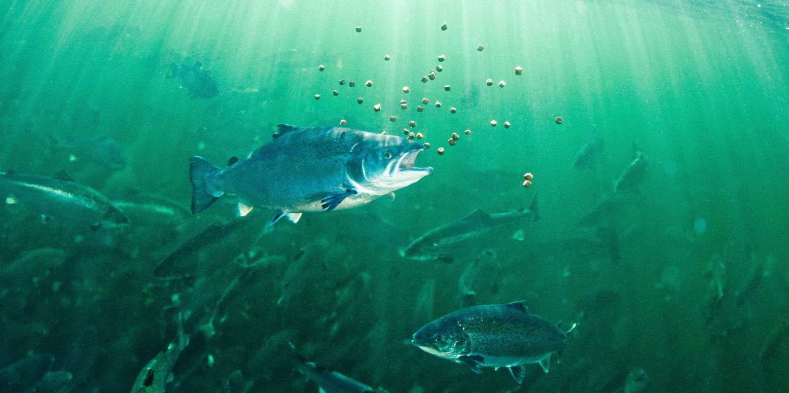 Det er helt klart at fôr har en innvirkning på fiskens helse | IntraFish.no