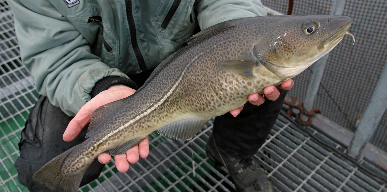Torskeoppdrett er i ferd med å beslaglegge et av de beste fiskefeltene ...