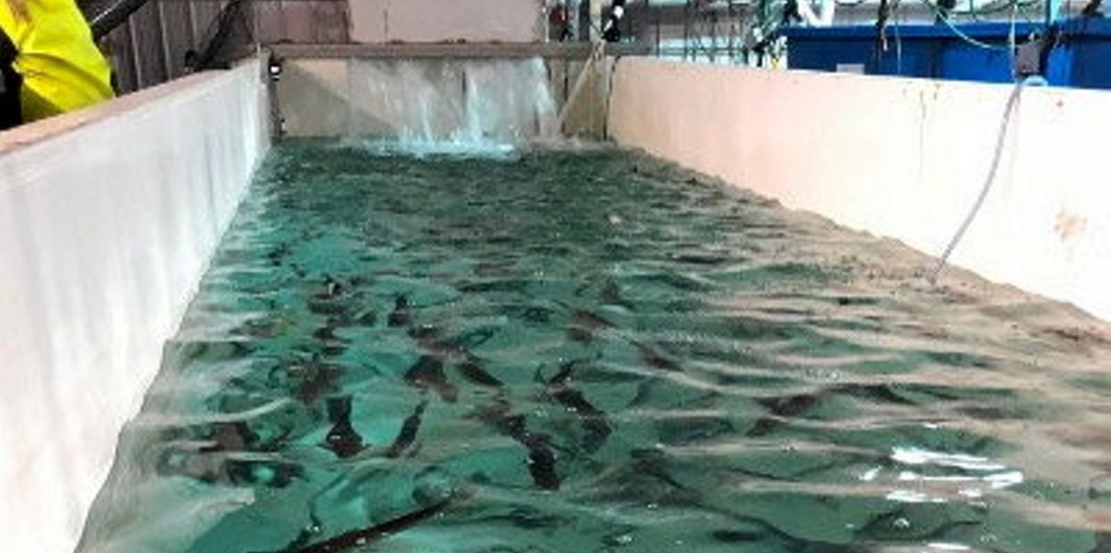 With fresh financing, this land-based salmon farmer is planning a ...