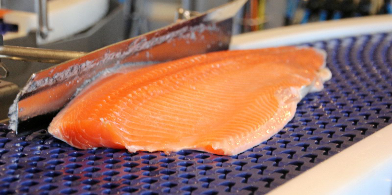 Norway salmon prices rise, but low-quality fish abound | IntraFish.com