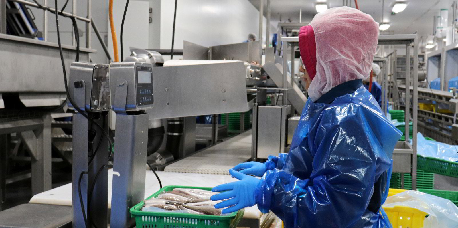 Buyers eager for Pacific hake in red-hot whitefish market | IntraFish.com