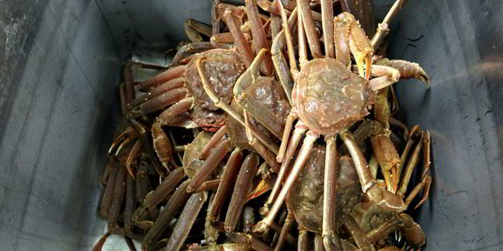 Which crab producers benefit from Alaska's fisheries closures? Not ...