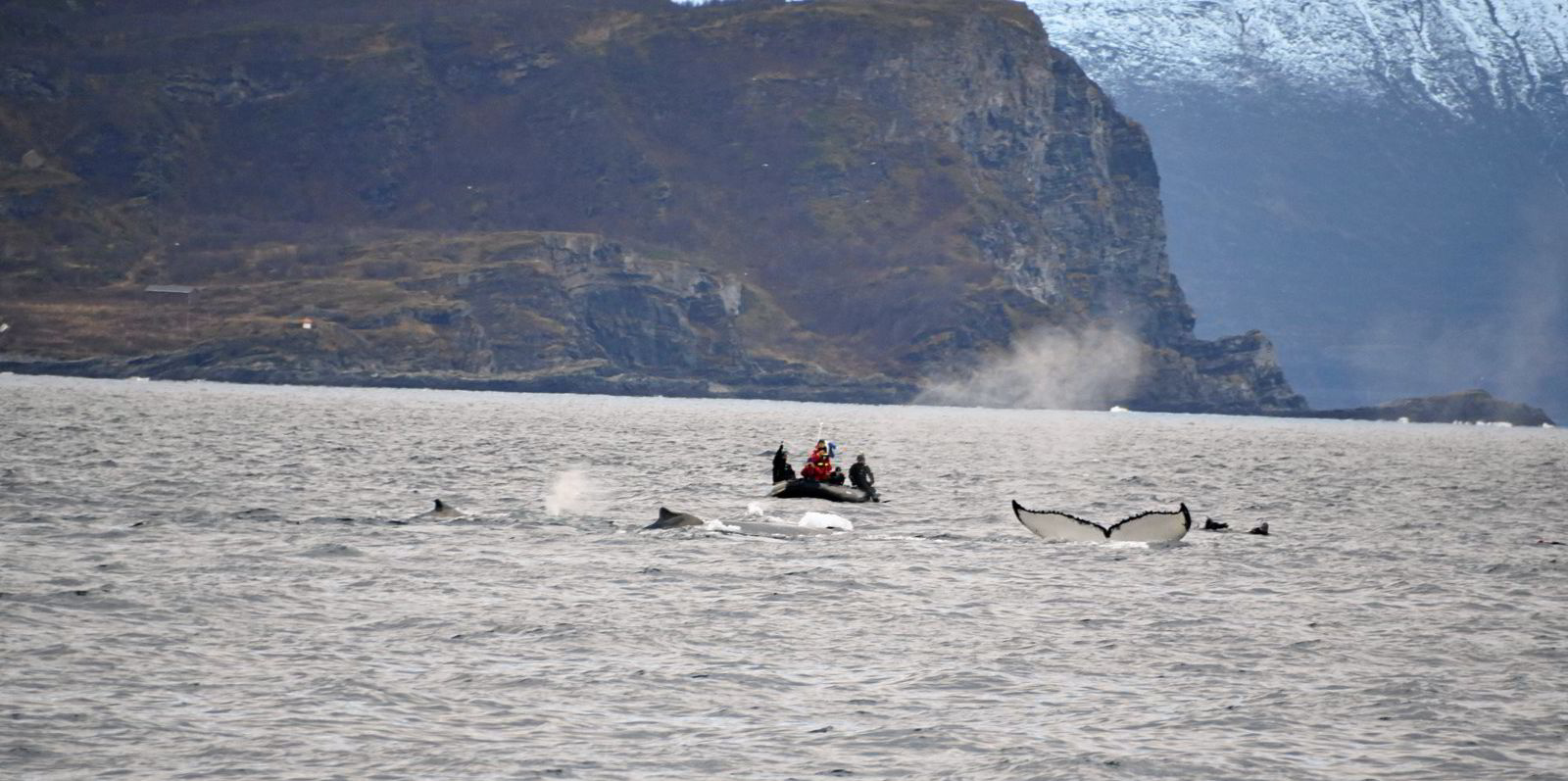 Virker som at silda i Lyngen ikke har kurs mot Kvænangen | Fiskeribladet