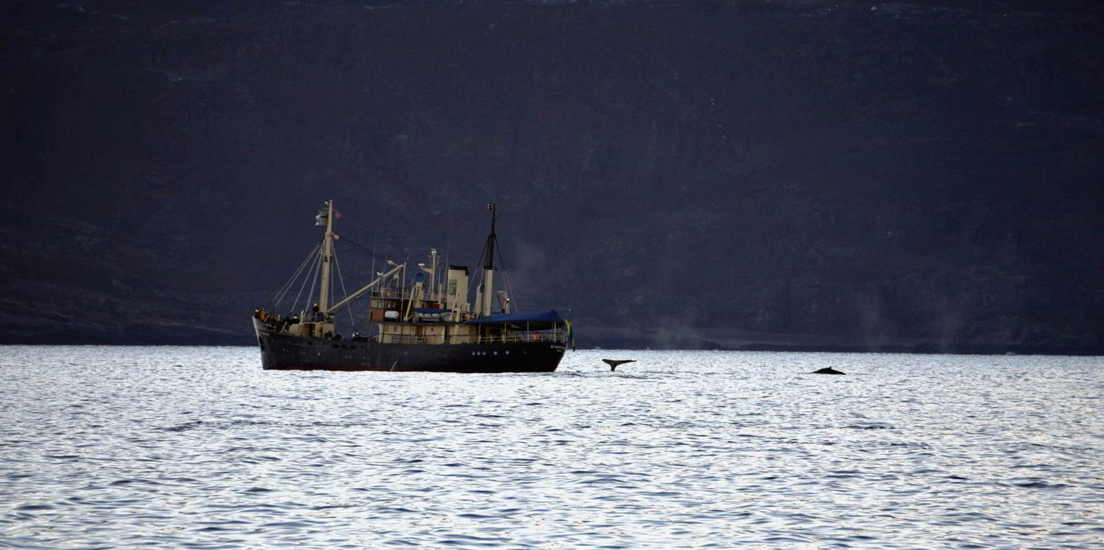 Virker som at silda i Lyngen ikke har kurs mot Kvænangen | Fiskeribladet