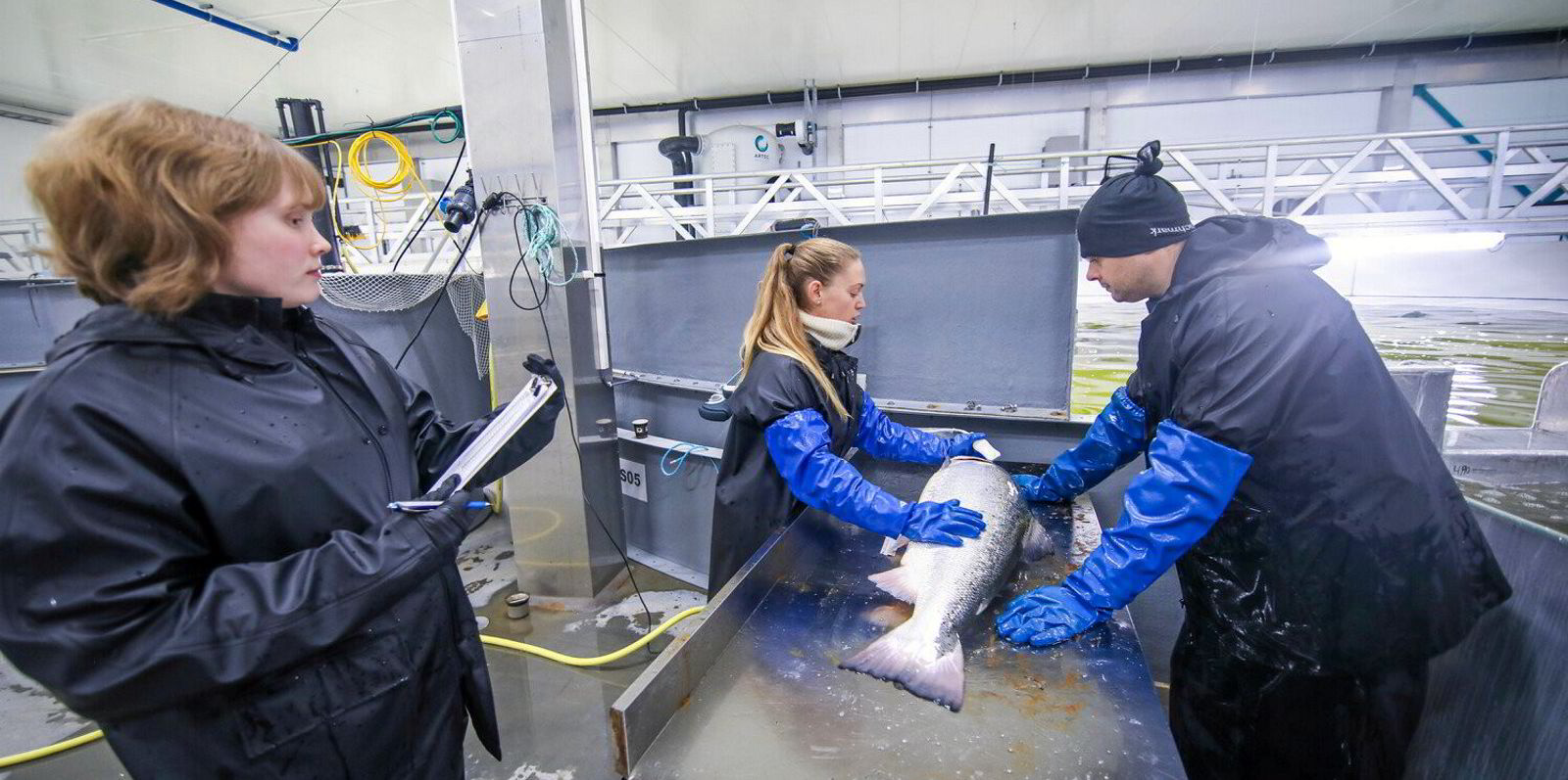 Rognsituasjonen i Norge er endelig satt på dagsordenen | IntraFish.no