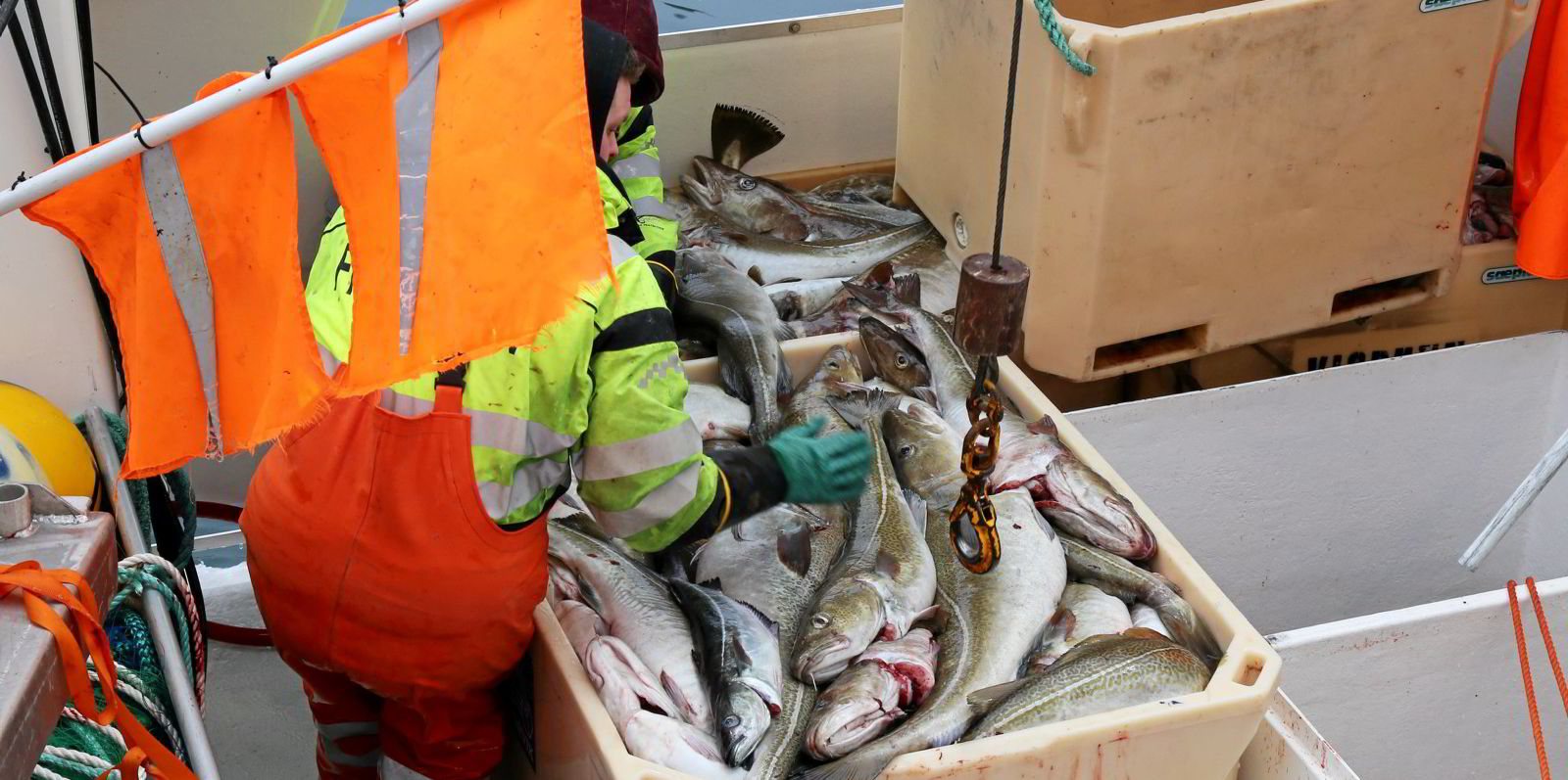 Lower quotas, strong market demand: Cod prices are pointing in one ...
