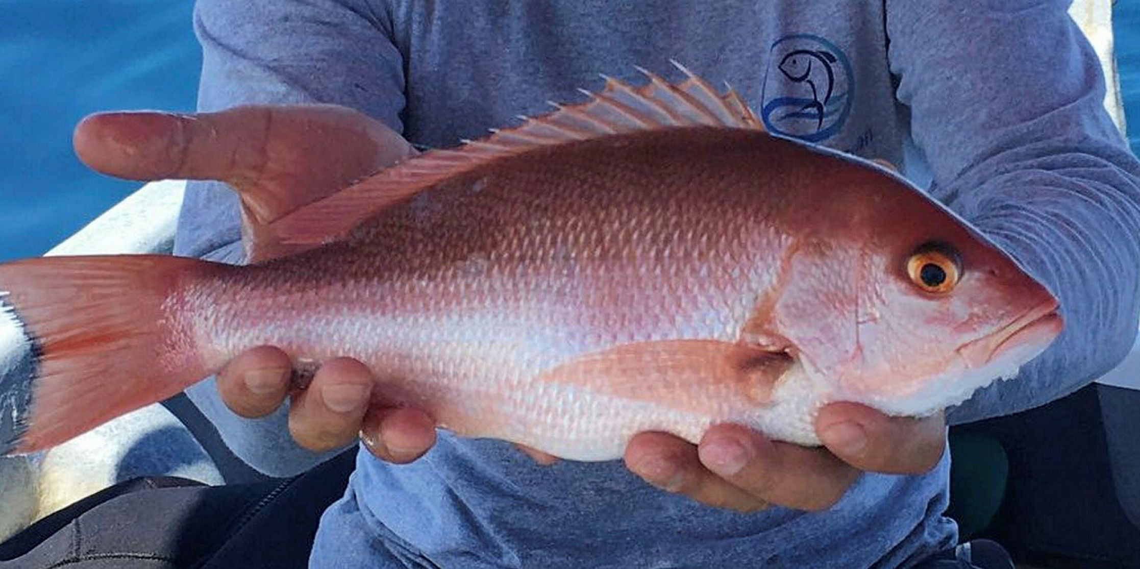 Open Blue adds offshore-farmed Pacific snapper to product line ...