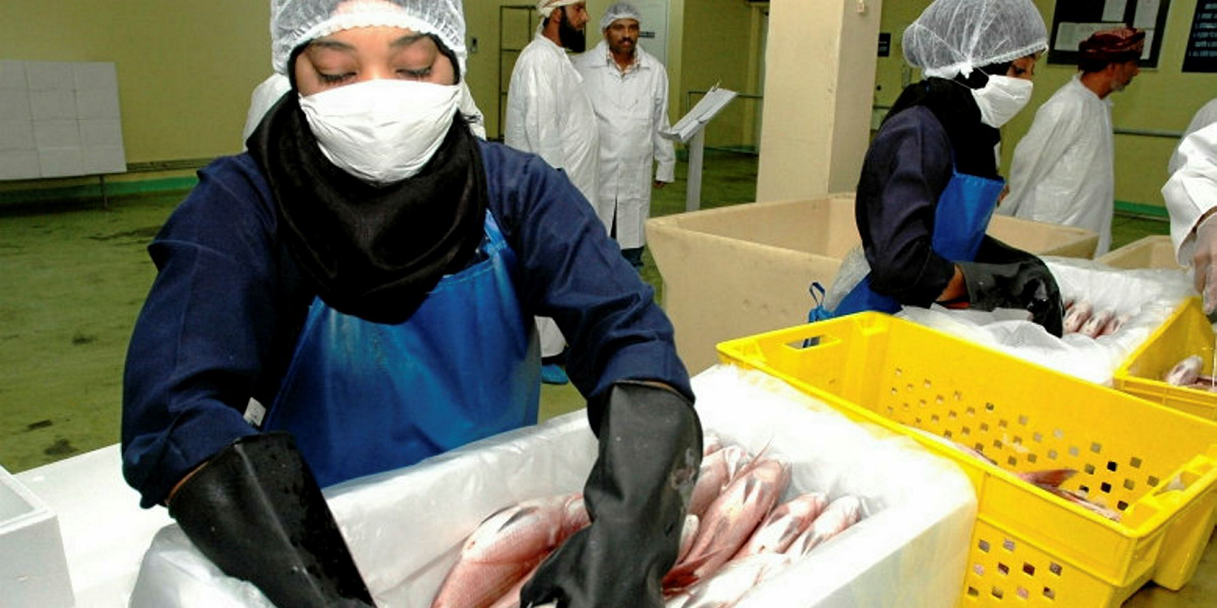 Oman plans three aquaculture projects for 2018 | IntraFish.com
