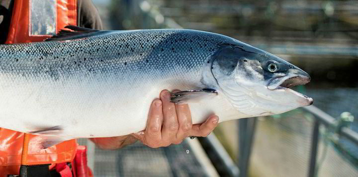 Researchers from Scotland, Chile collaborate in study of salmon gill ...